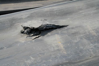 First Aid for Conveyor Belts